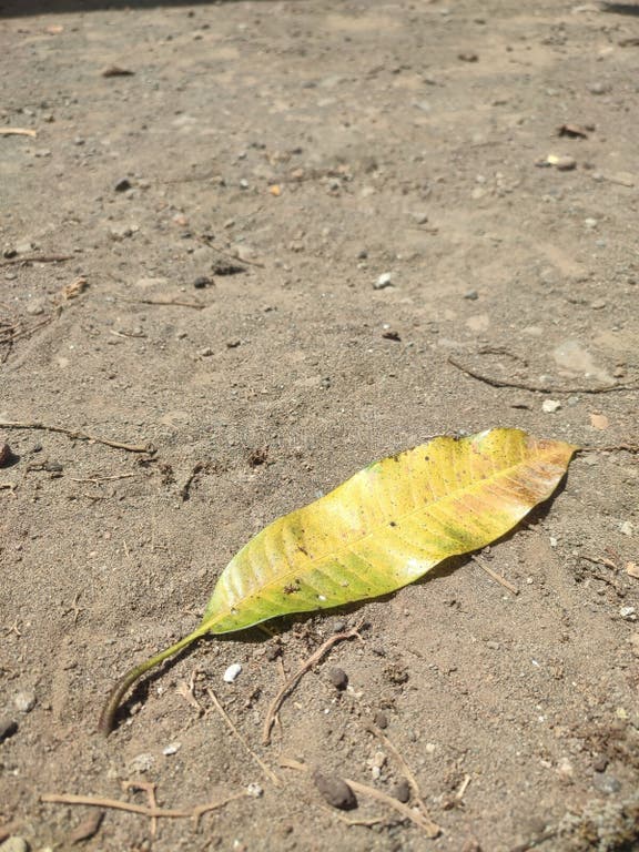 Yellow Mango Leaves that Fall on the Ground Stock Image - Image of ...