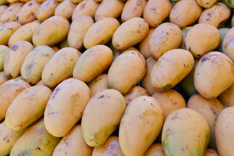 Yellow Mango stock photo. Image of food, gourmet, nature - 137796986