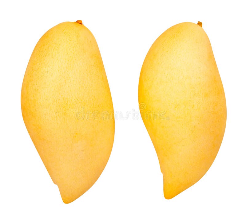 Yellow mango stock image. Image of fresh, group, adolfo - 162480341