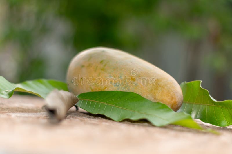 Yellow Mango Ripe, Mango Leaves on the Side Stock Image - Image of food ...