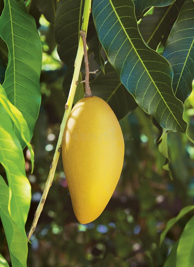 Yellow mango stock image. Image of freshness, seed, exotic - 53938473