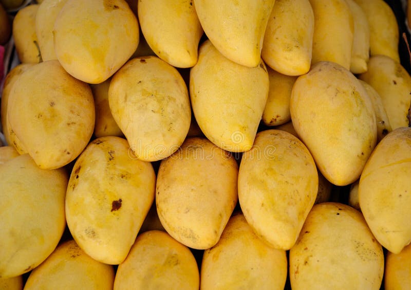 Yellow mango stock image. Image of harvest, crop, agriculture - 40378461