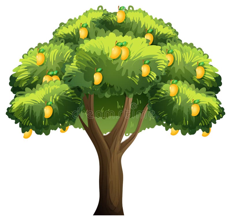 Mango Tree Stock Illustrations – 1,878 Mango Tree Stock Illustrations ...