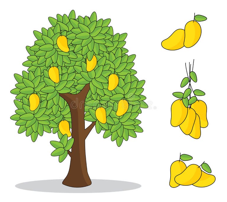 Mango Tree Stock Illustrations – 8,507 Mango Tree Stock Illustrations ...
