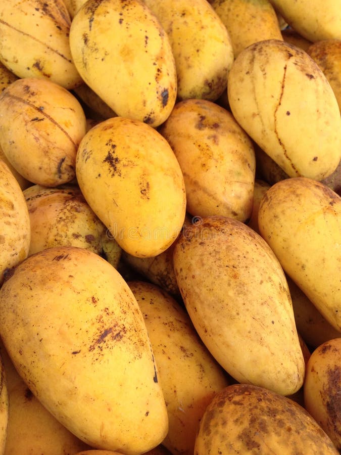 Yellow Mangoes in Thailand editorial stock photo. Image of mango - 42809738