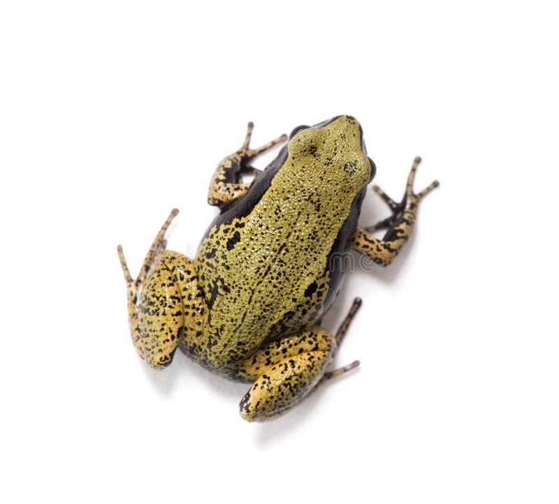 Mantella Crocea Stock Photos - Free & Royalty-Free Stock Photos from ...