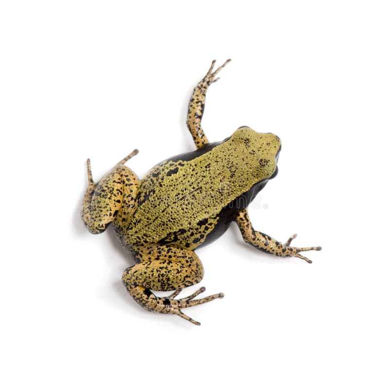 335 Crocea Stock Photos - Free & Royalty-Free Stock Photos from Dreamstime