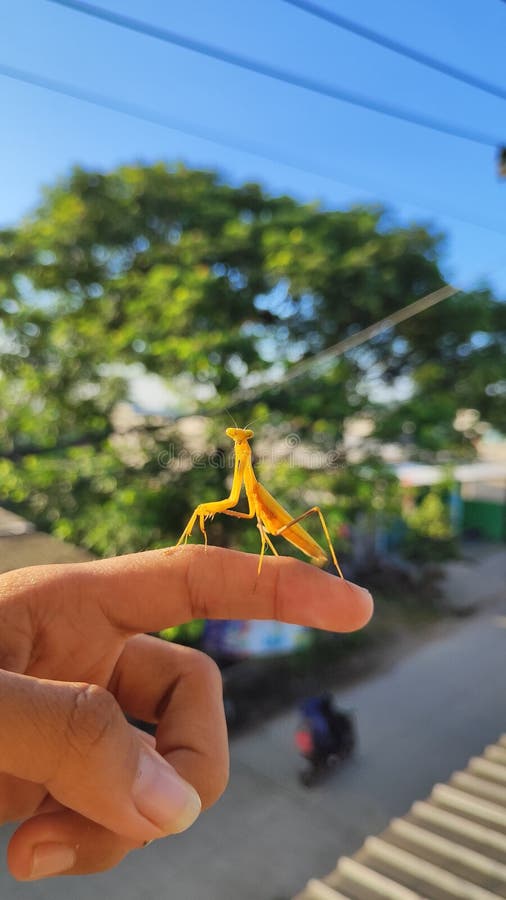 Yellow Mantis Grasshopper stock image. Image of yellow - 335870799