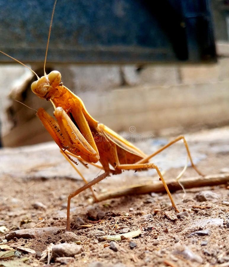 204 Insecte Nature Stock Photos - Free & Royalty-Free Stock Photos from ...