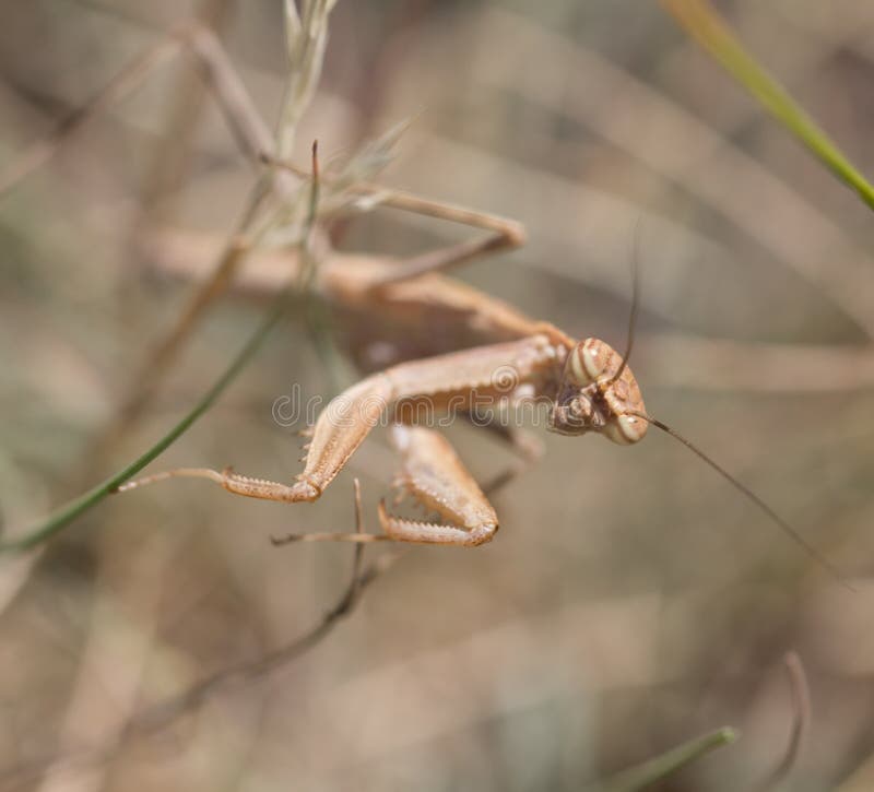 Yellow Mantis on the Nature. Macro Stock Photo - Image of predator ...