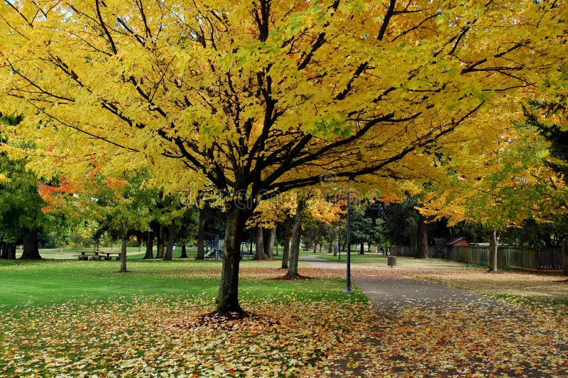 Fall Foliage Yellow Maple Leaves from Autumn Tree Stock Photo - Image ...