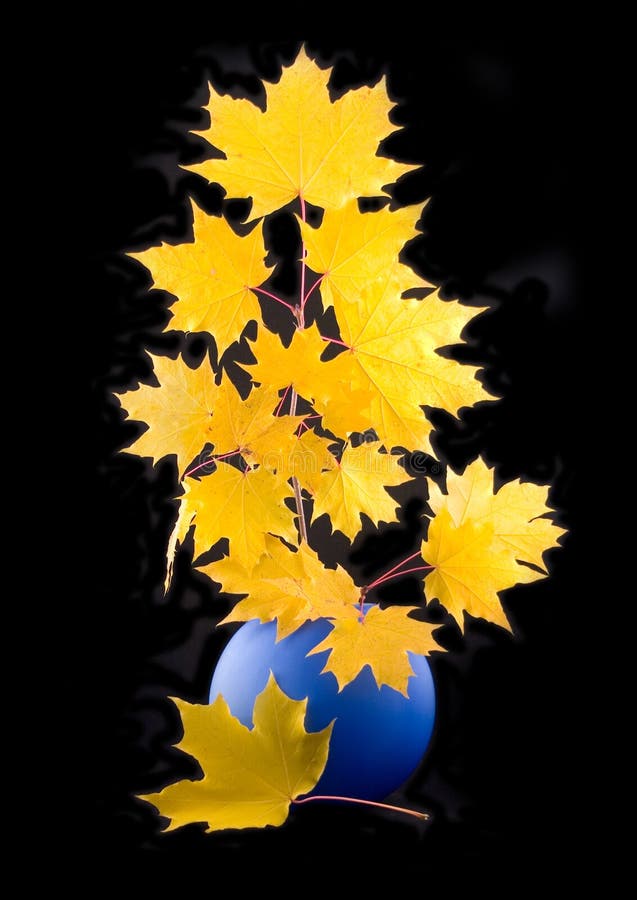 Yellow Maple Picture. Image: 6623316