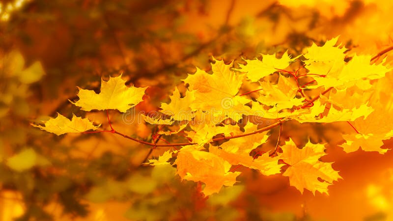 Yellow Maple Branch on Fall Background Stock Image - Image of ...