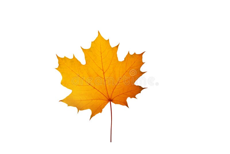 Yellow Maple Canadian Leaf Isolaed on White Stock Image - Image of ...