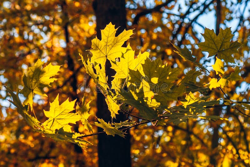 Yellow maple foliage stock image. Image of bush, plant - 129963003