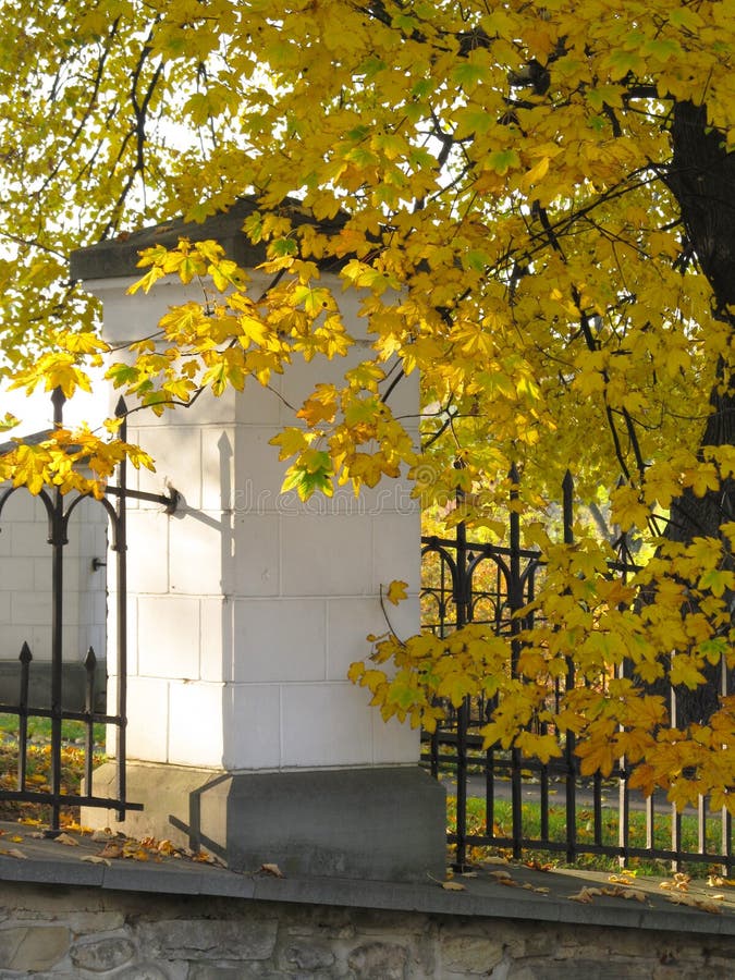 Yellow maple in the garden stock photo. Image of park - 61687304