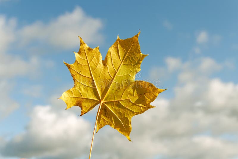 Yellow maple leaf. stock image. Image of leave, orange - 21858013