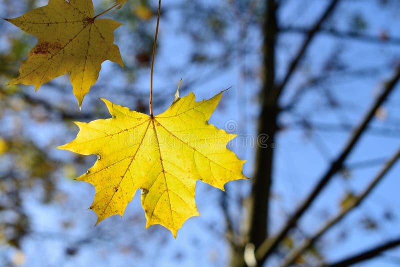 October leaf stock image. Image of bench, surrounding - 79695327
