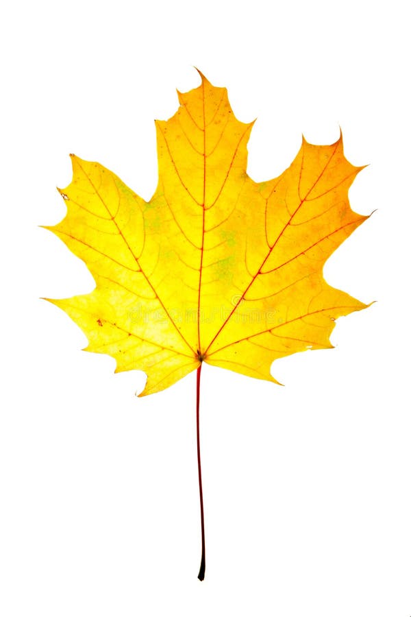Yellow Maple Tree Landscapes Stock Image - Image of foliage, shape: 3611515
