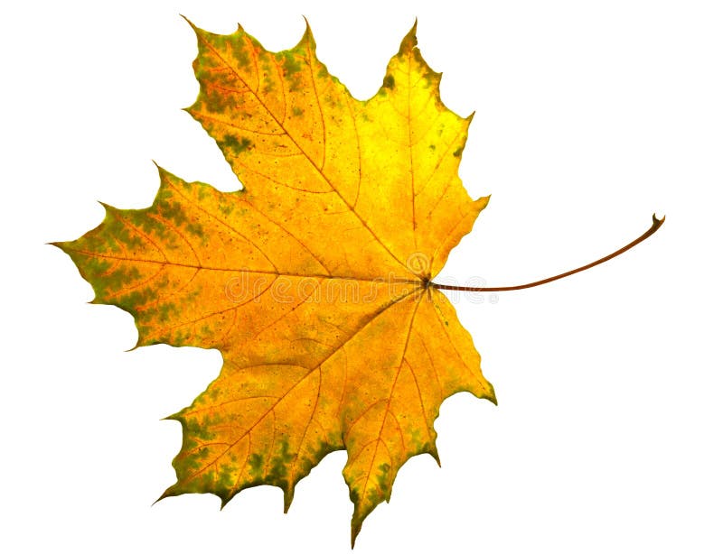 Maple Leaf As an Autumn Symbol. Isolated on White. Save Work Path ...