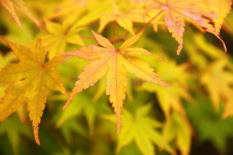 Yellow maple stock photo. Image of yellow, fall, autumn - 47440202