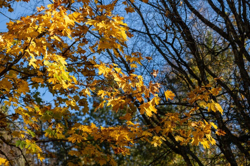 Yellow Maple Leaf in Autumn Light: Symbol of Nature and the Change of ...