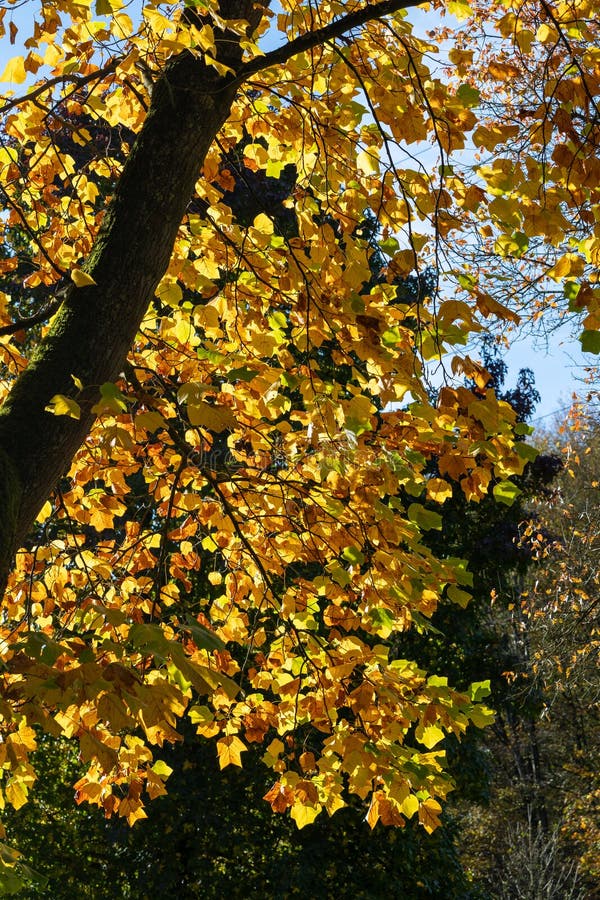Yellow Maple Leaf in Autumn Light: Symbol of Nature and the Change of ...