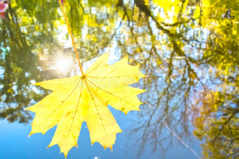Yellow Maple Leaf on a Background of Water Reflections of Autumn Stock ...