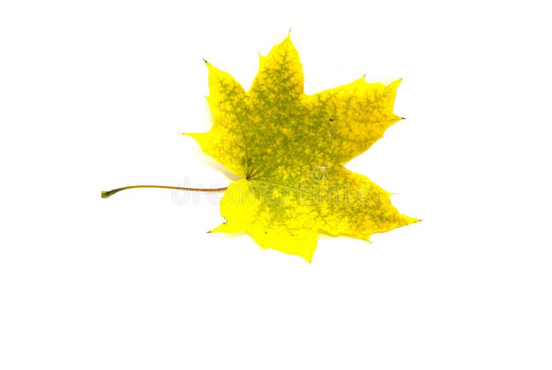 Yellow Maple Leaf on a Background Stock Photo - Image of november ...