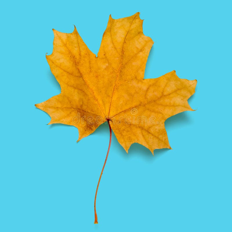 Yellow Maple Leaf on a Blue Background. Stock Photo - Image of ...