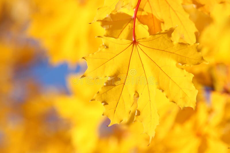 Yellow maple leaf stock photo. Image of nature, fall - 34355164