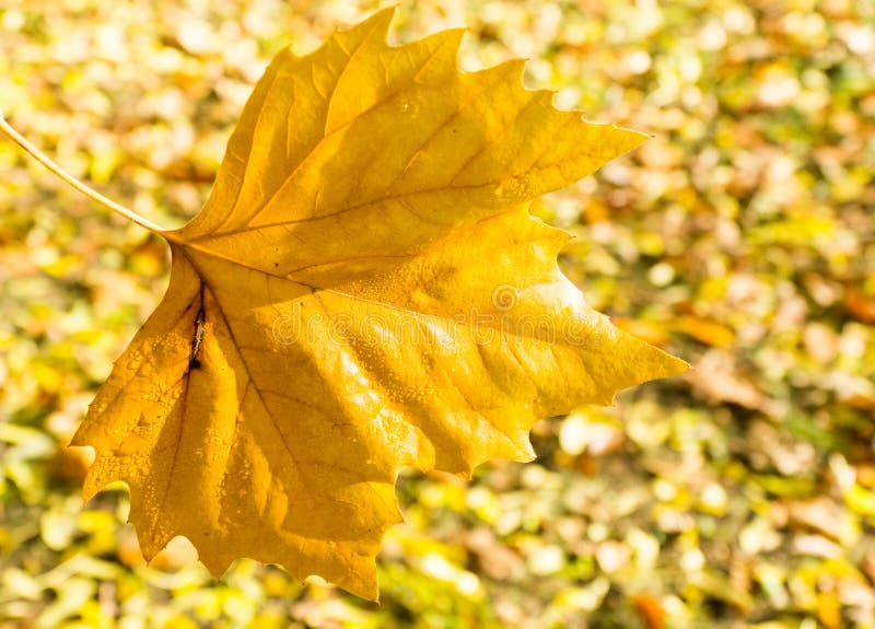 Yellow maple leaf stock image. Image of leaf, baskets - 87797557