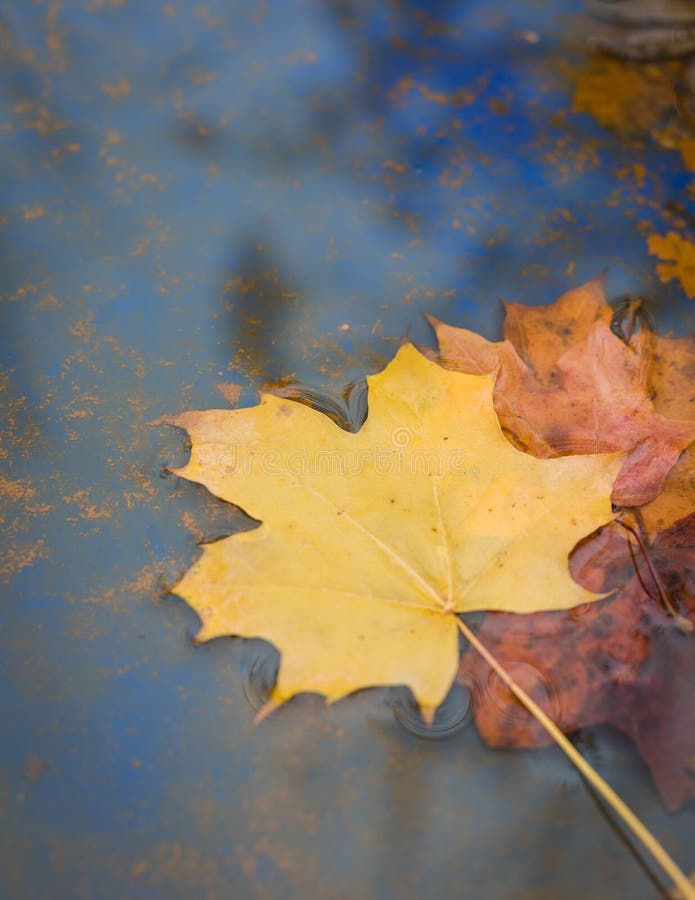 Yellow Maple Leaf Floating in Blue Water Stock Photo - Image of nature ...