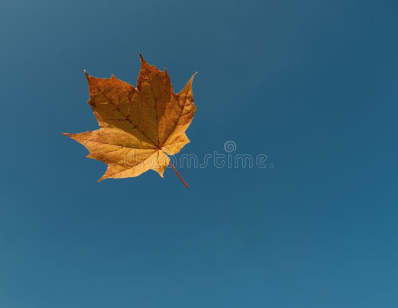 Yellow maple leaf stock image. Image of botany, foliage - 231784835