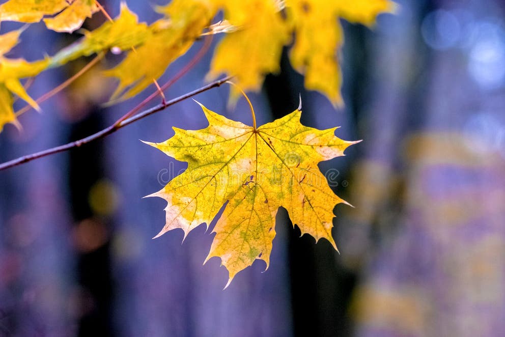 Yellow Maple Leaf in the Forest on a Background of Trees Stock Image ...