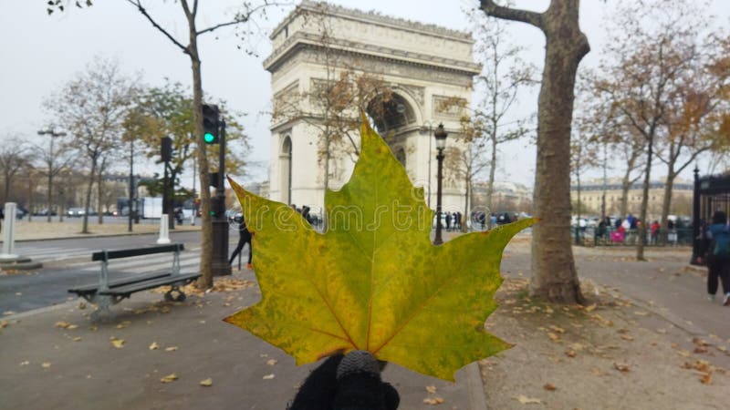 Yellow Maple Leaf in Front of Arc De Triomphe Editorial Stock Image ...
