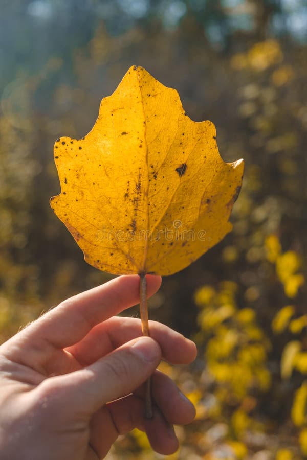 Yellow Maple Leaf in Hand on Autumn Leaves Background Stock Photo ...