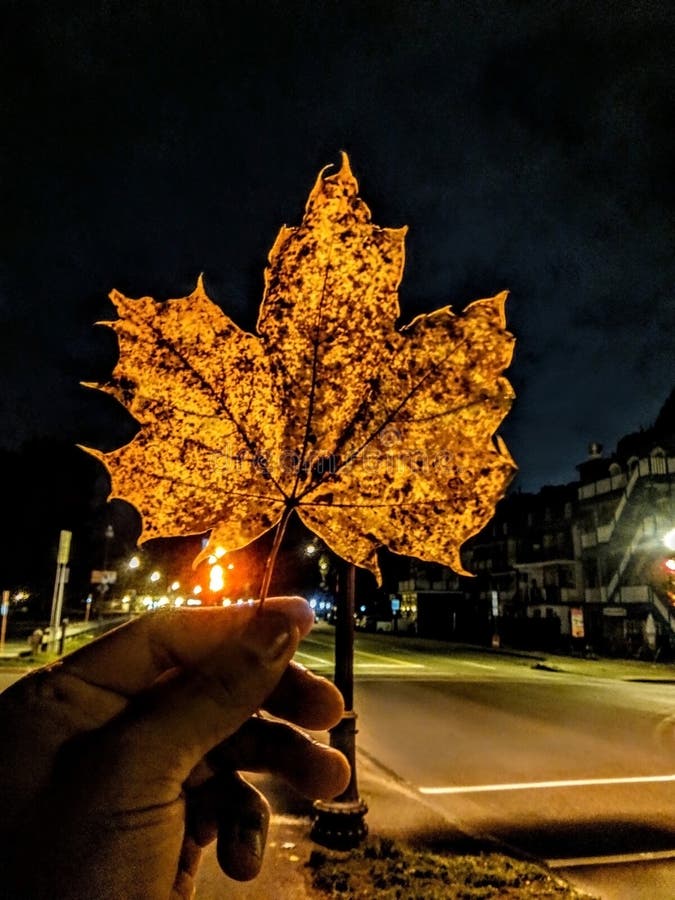 Yellow Maple Leaf on Hand during Night Stock Image - Image of natural ...