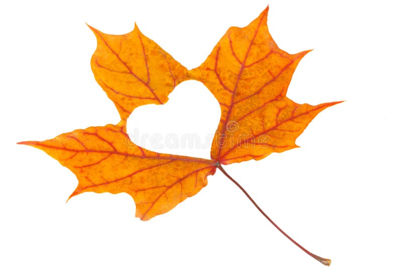 Yellow Maple Leaf with Heart Shape Stock Photo - Image of seasonal ...