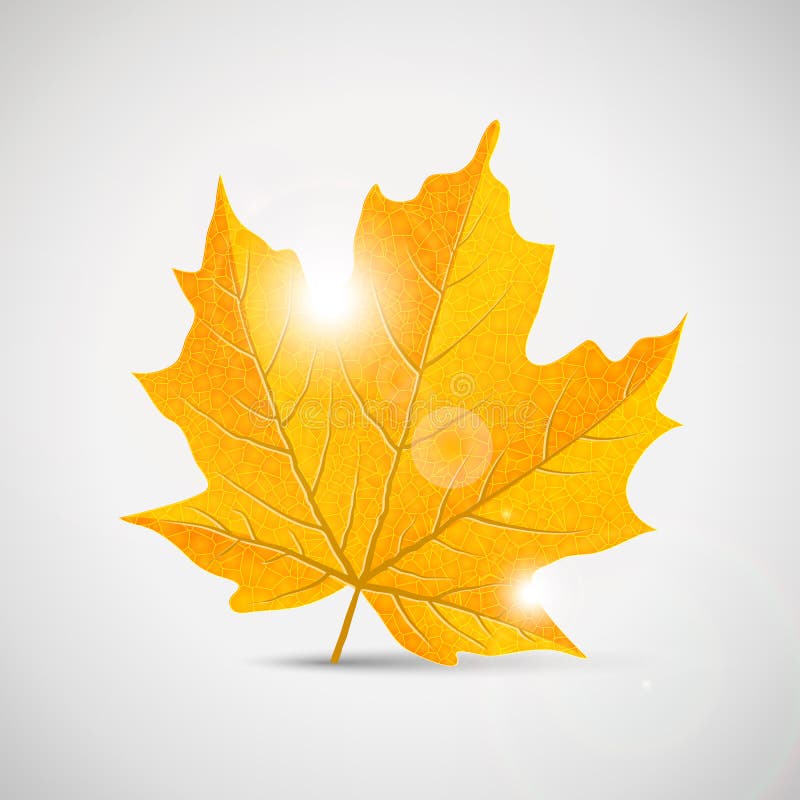 Yellow Maple Leaf - Illustration Stock Vector - Illustration of autumn ...
