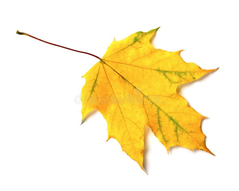 Fall Maple Leaf Isolated on White Stock Photo - Image of concept ...