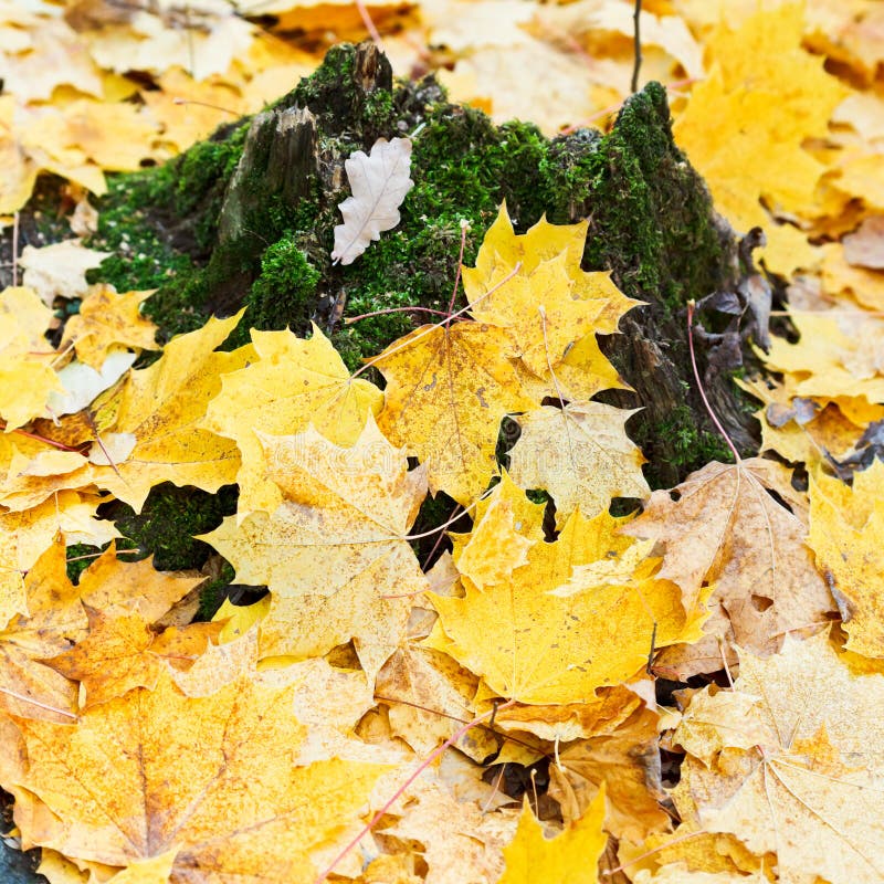 Yellow Maple Leaf Litter Around Mossy Tree Stump Stock Photo - Image of ...