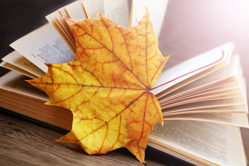 Yellow Maple Leaf and Open Book Stock Image - Image of retro, school ...