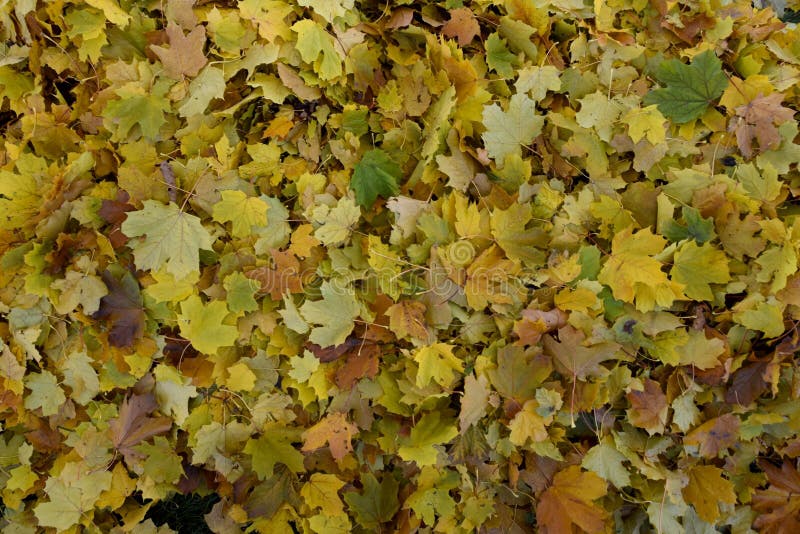 Pile Of Autumn Multi Colored Maple Leaves Stock Photo - Image of ...