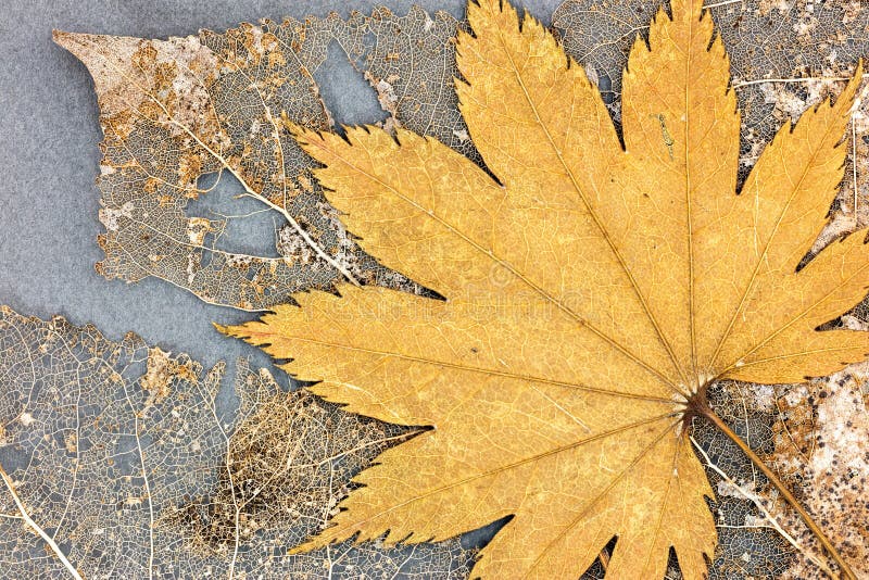 Yellow Maple Leaf and Skeletons of Dried Leaves on Grey Background ...