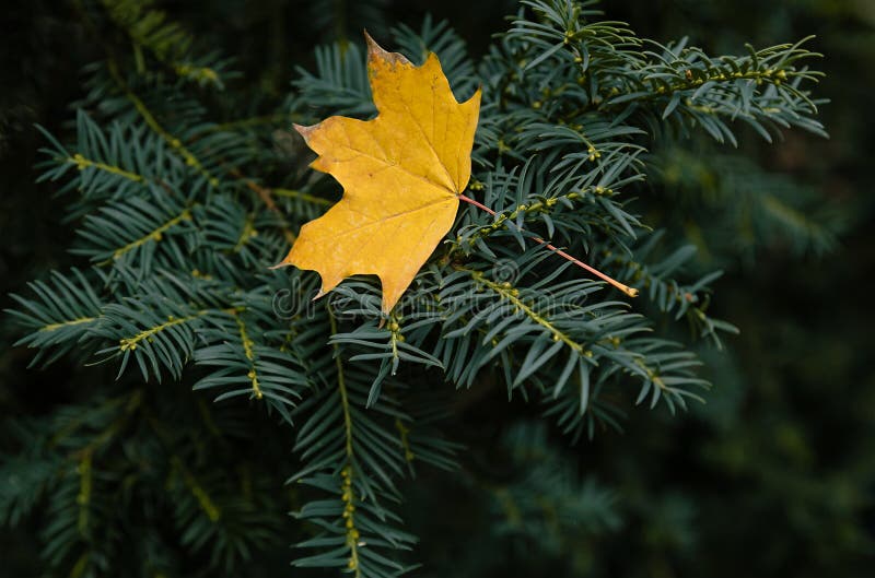 Yellow Maple Leaf on Spruce Tree Branch. Autumn in the Park Stock Photo ...