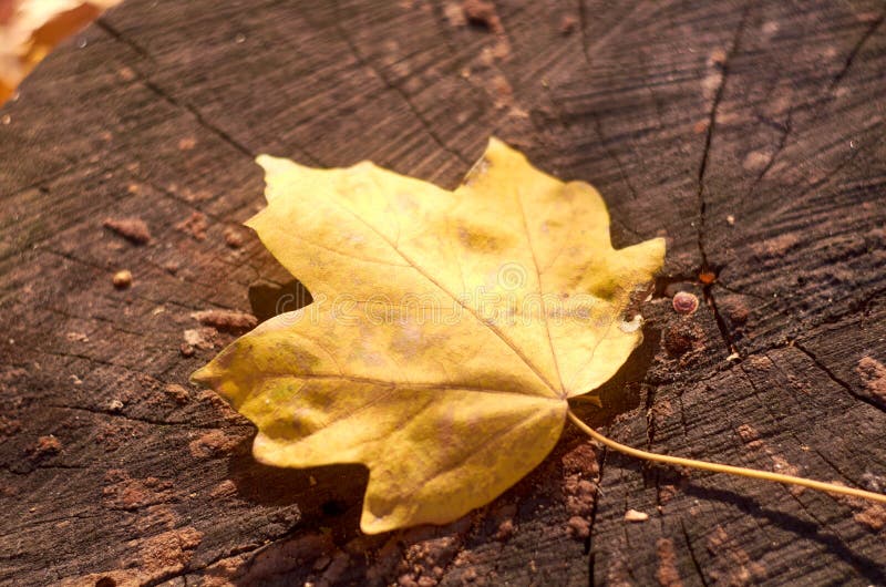Yellow Maple Leaf on Tree Stump Stock Image - Image of mushroom, maple ...
