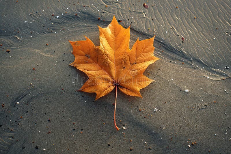 Yellow Maple Leaf on Wet Sand at the Beach. Generated by Artificial ...