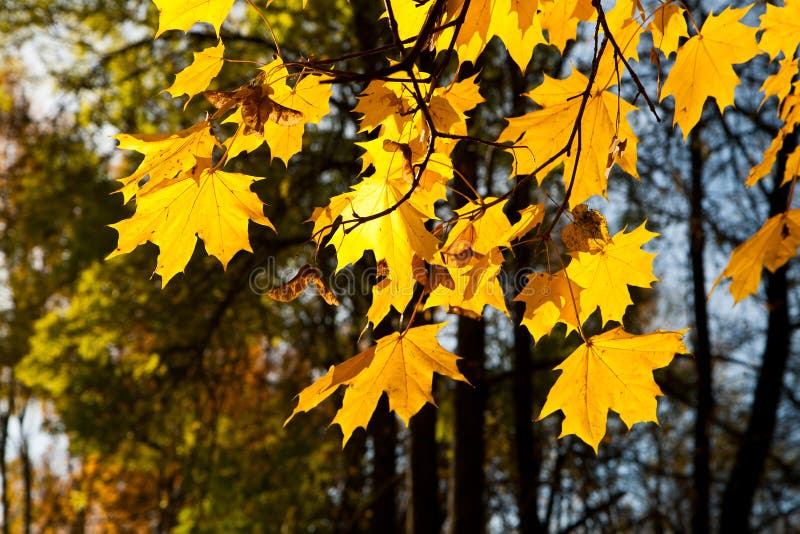 Yellow maple leaves stock image. Image of season, fall - 34728127