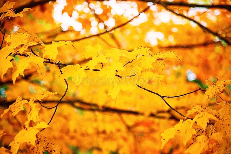 Yellow Maple Leaves in Autumn Stock Photo - Image of sunny, colorful ...